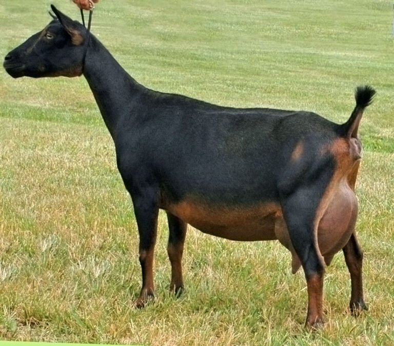 Nigerian Dwarf Goat Colors