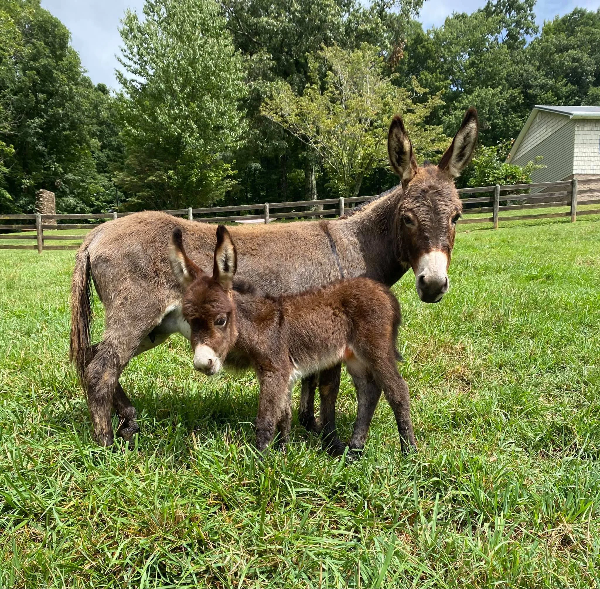 Miniature Donkey Size Compared to Standard Donkeys
