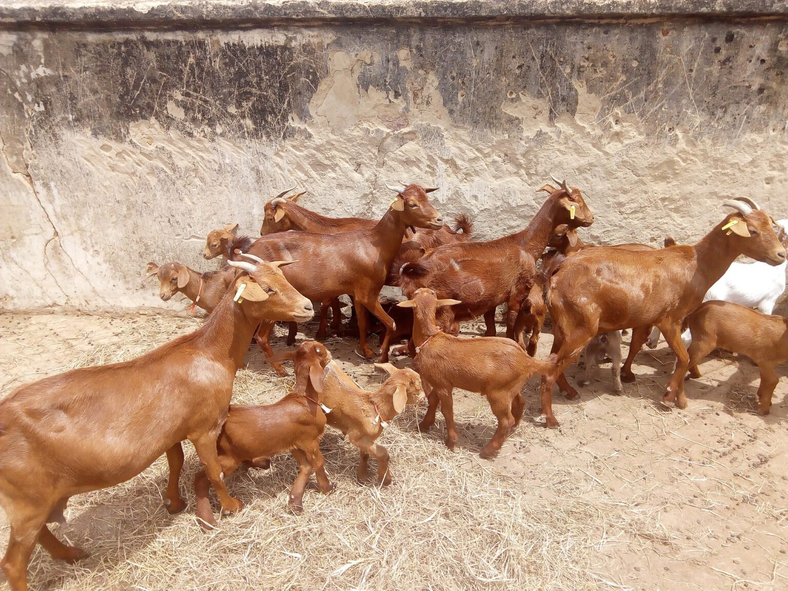Nigerian Dwarf Goat Colors