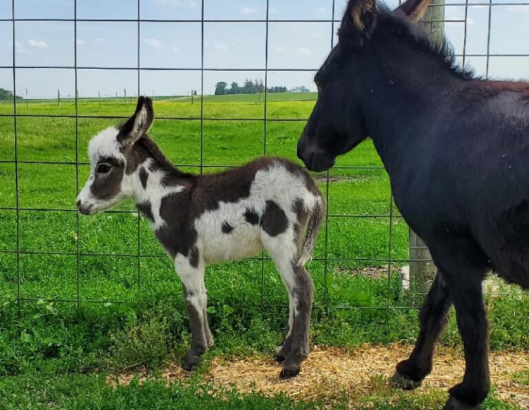 Miniature Donkey for Sale | Friendly Mini Donkeys Available