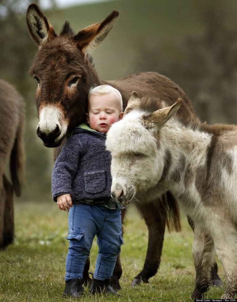 Miniature Donkey Size Compared to Standard Donkeys