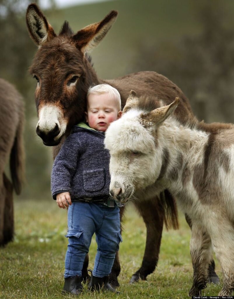 Miniature Donkey Size Compared to Standard Donkeys